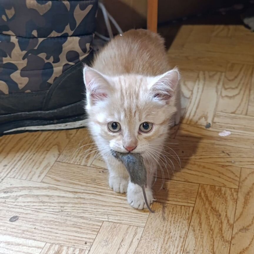 Кошечка 2 месяца отдам в добрые руки