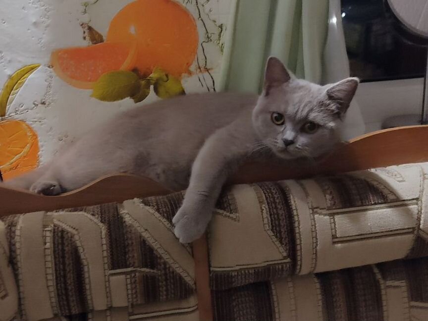 Кошки в добрые руки породистые