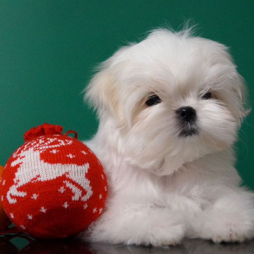 Маленькая красотка для большой любви