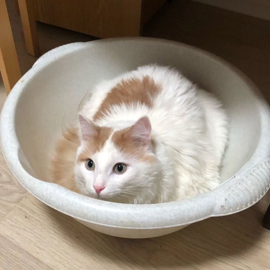 Кот в добрые руки