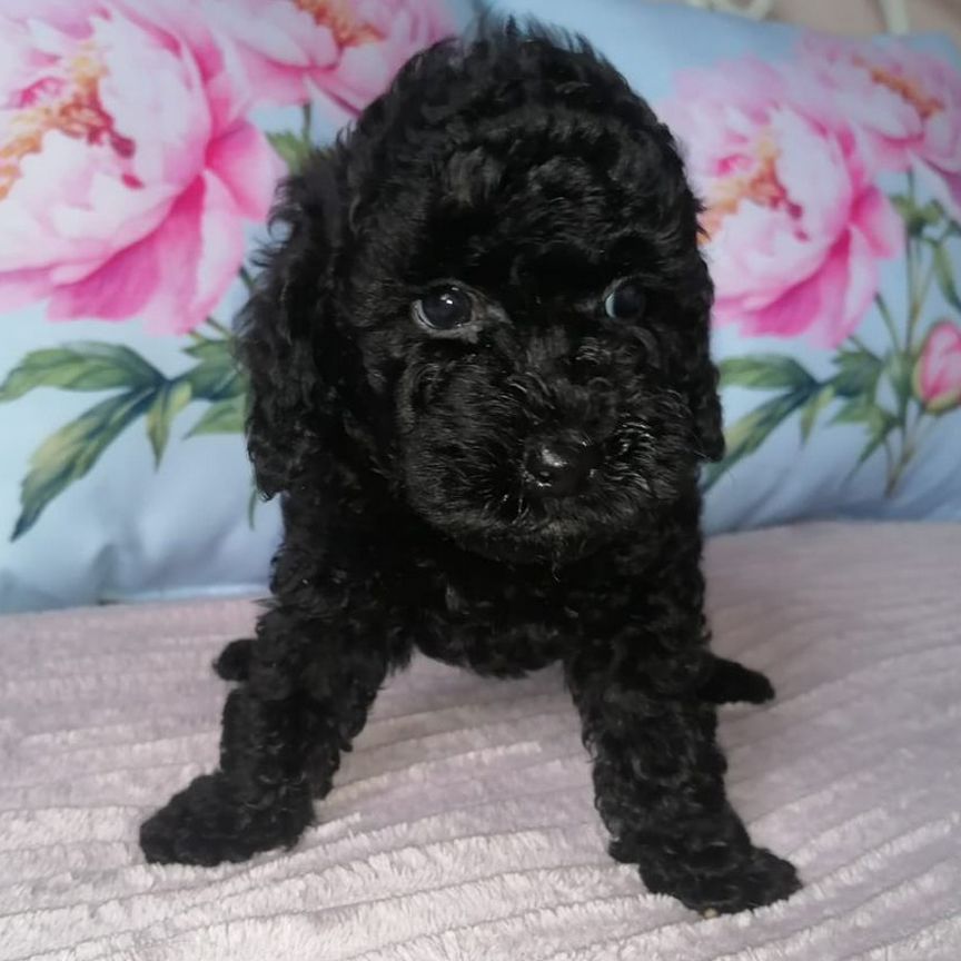 Пудель, щенок