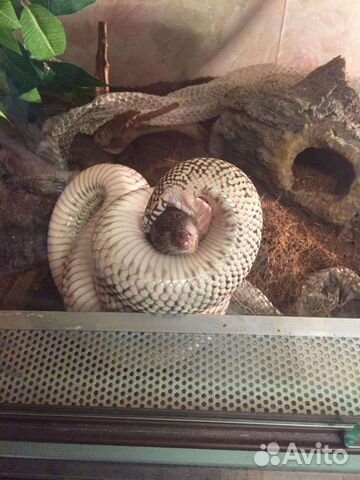 Королевская Велеколепная Змея Брукса