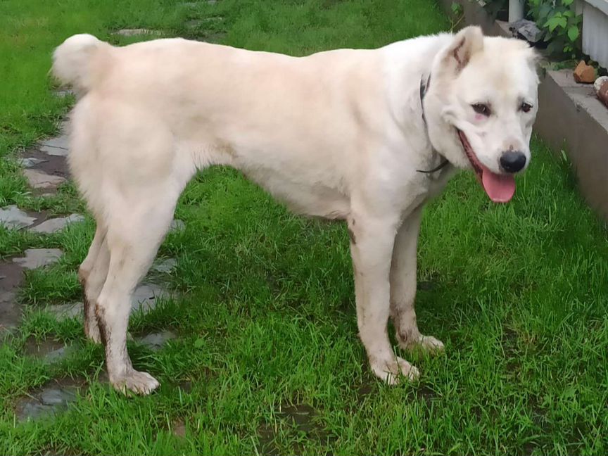 Отдам суку сао