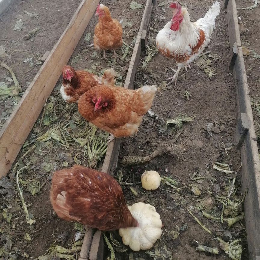 Продам семью курочек