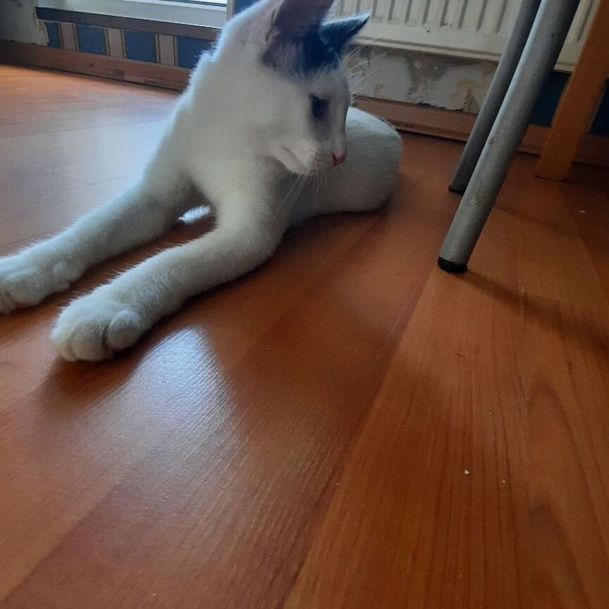 Котики бесплатно в добрые руки санкт-петербург