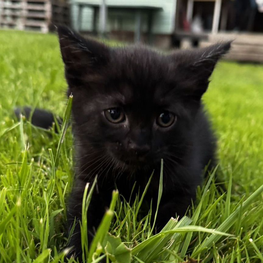Черная кошка