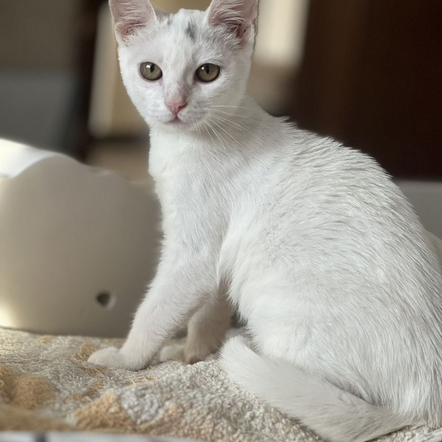 Очаровашка Русская белая 3.5 мес в добрые руки