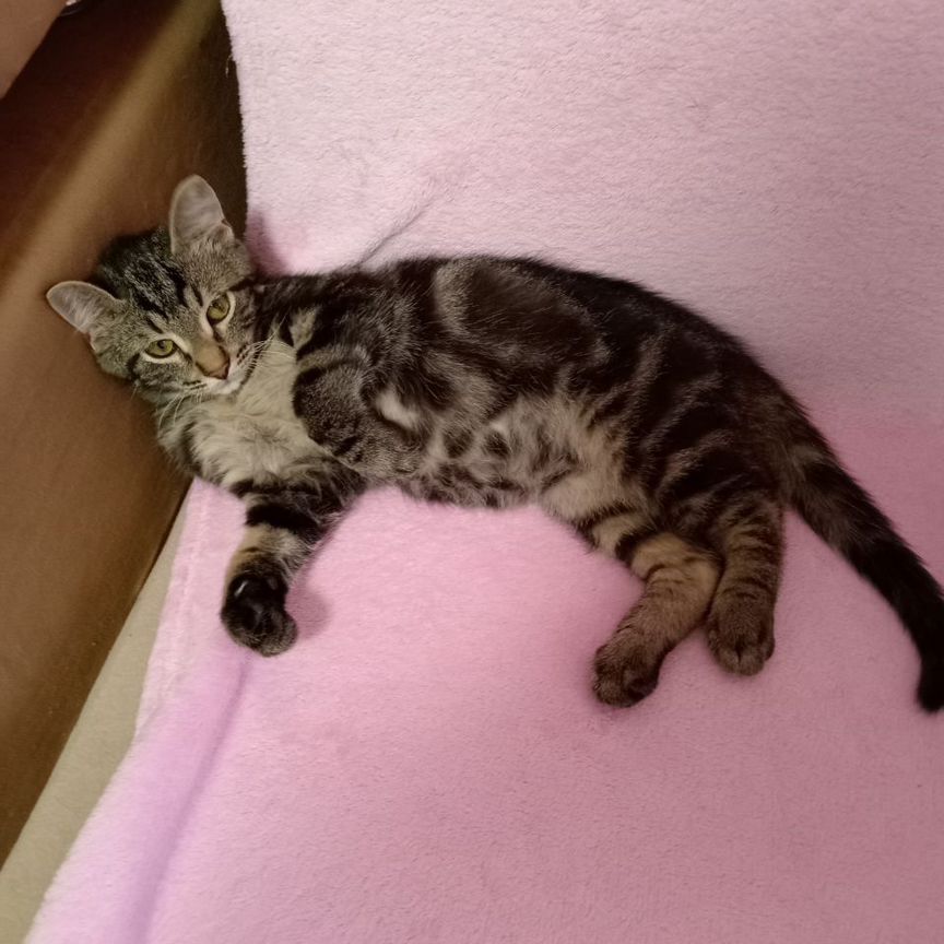 Отдам котёнка (кот)