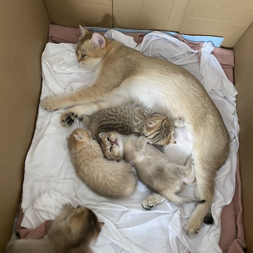 Котята британская шиншилла