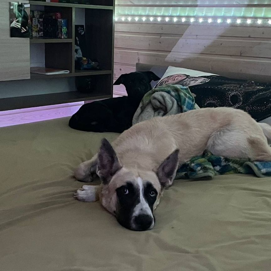 Щенок-подросток в добрые руки отдам бесплатно