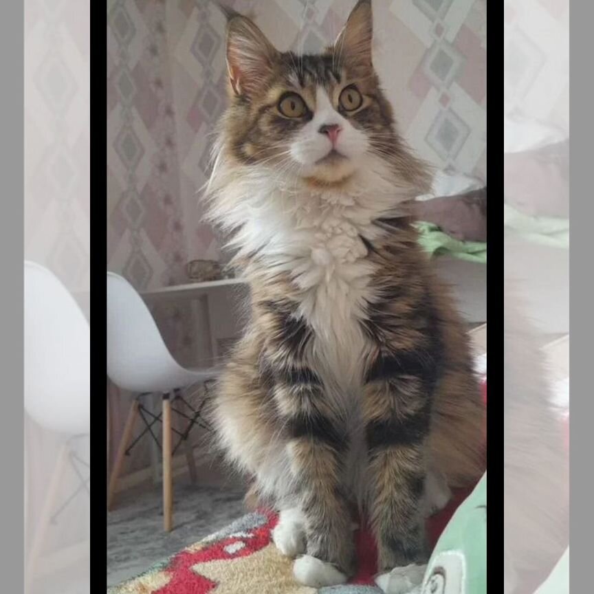 Ищем кота для вязки