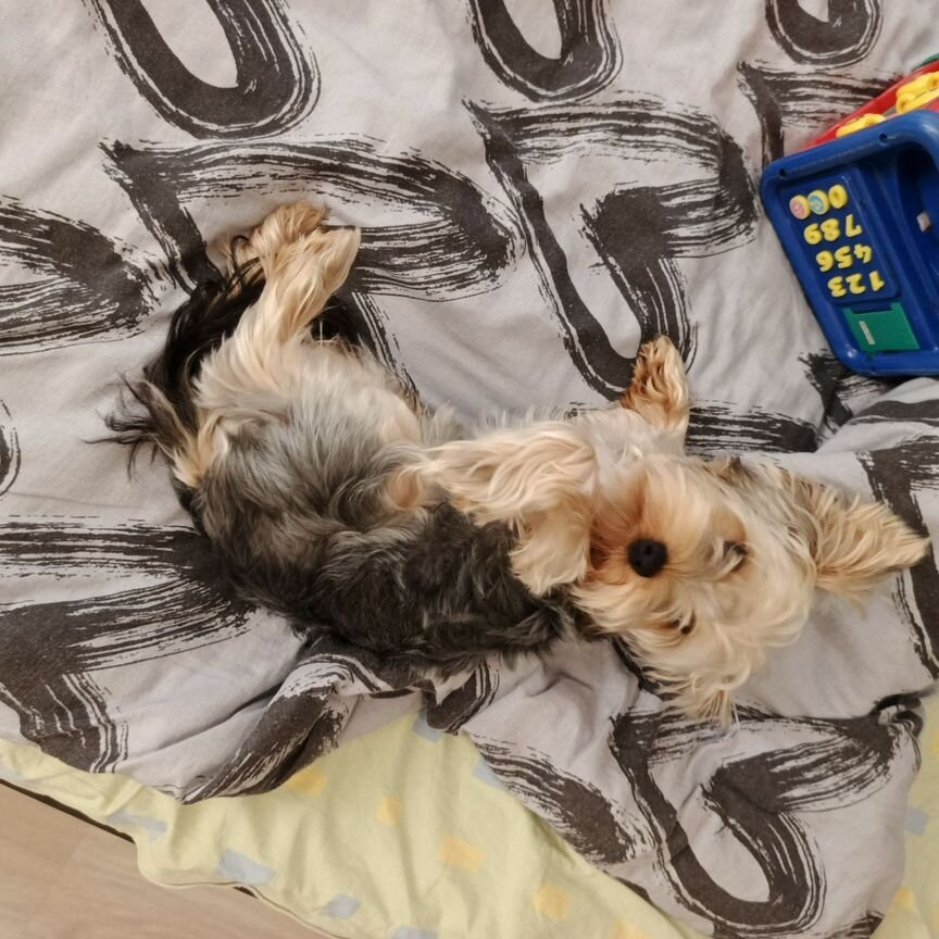 Йоркширский терьер