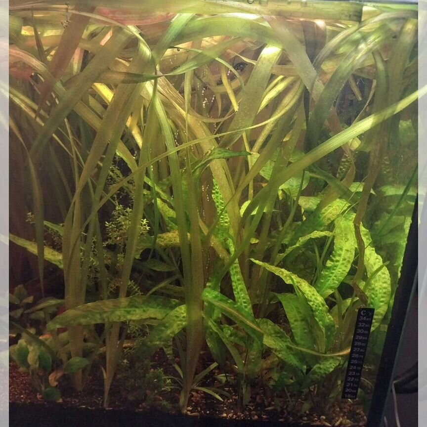 Валиснерия гигантская