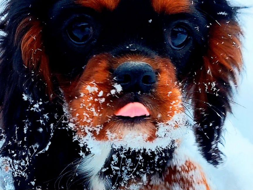 Снегурочки