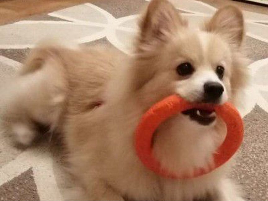 Поиск немецкого шпица