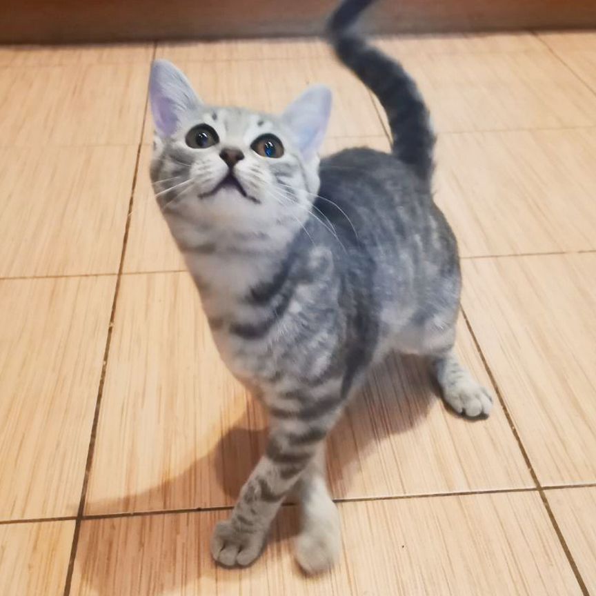 Пристраиваем кошечку в добрые руки