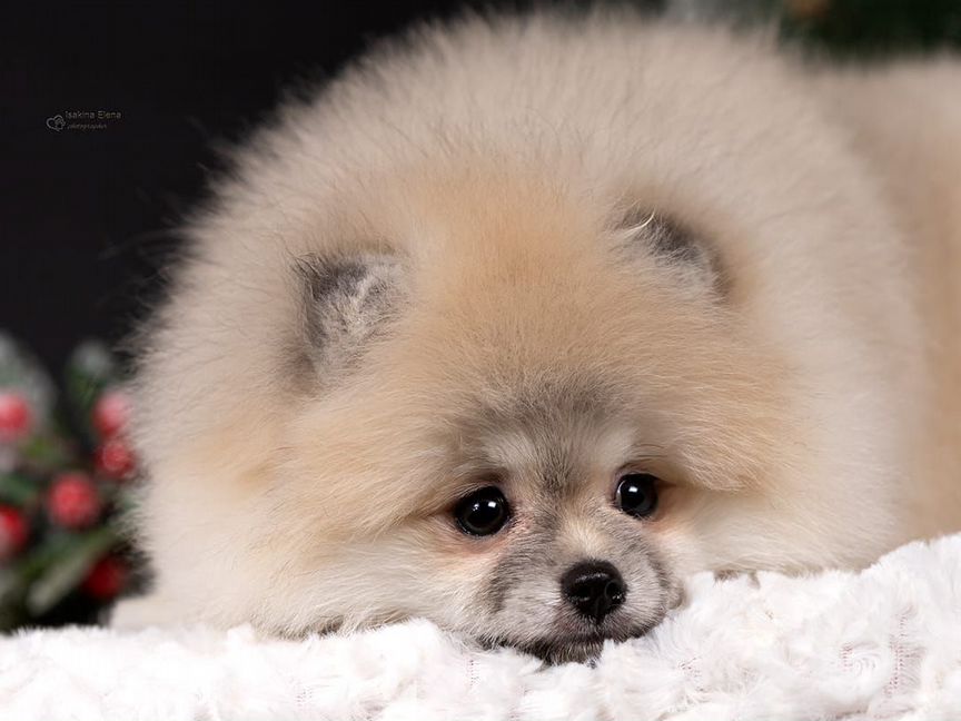 Померанский шпиц