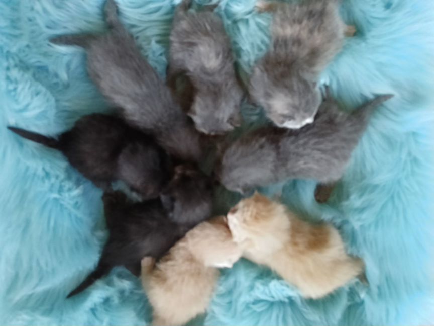 Котятки дикий ген