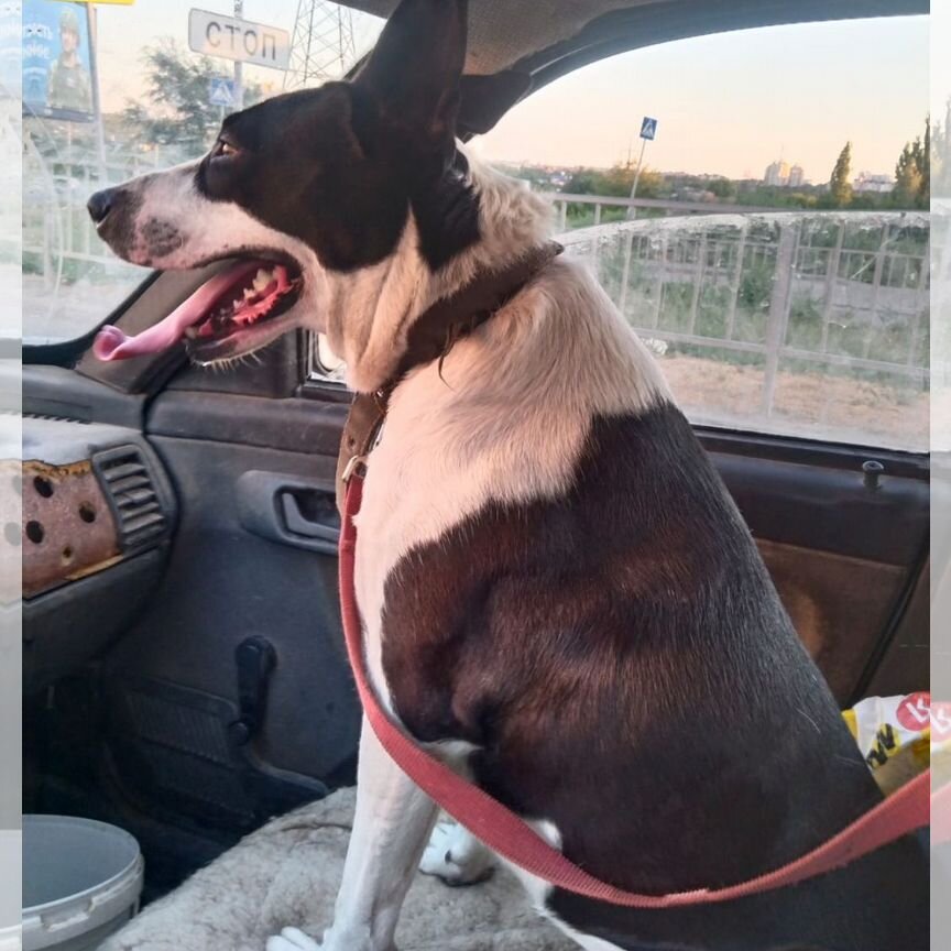 Породистая собачка в добрые руки