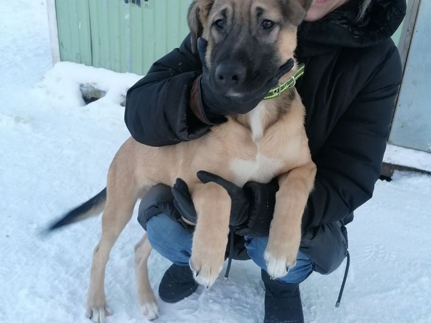 Щенок овчароид бесплатно в добрые руки