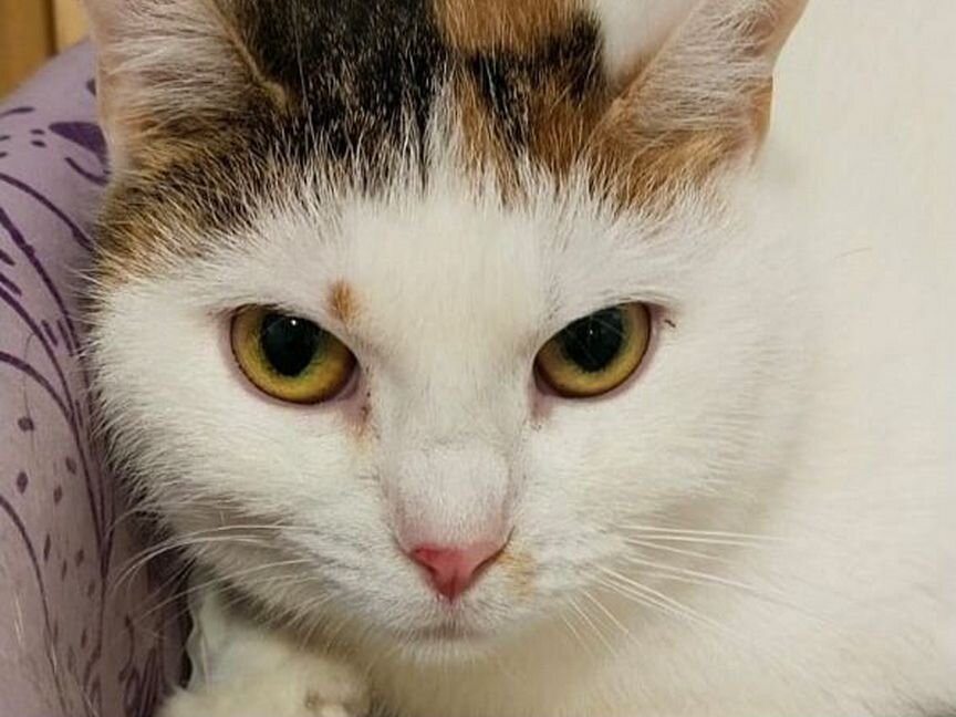 Кошка само очарование в добрые руки