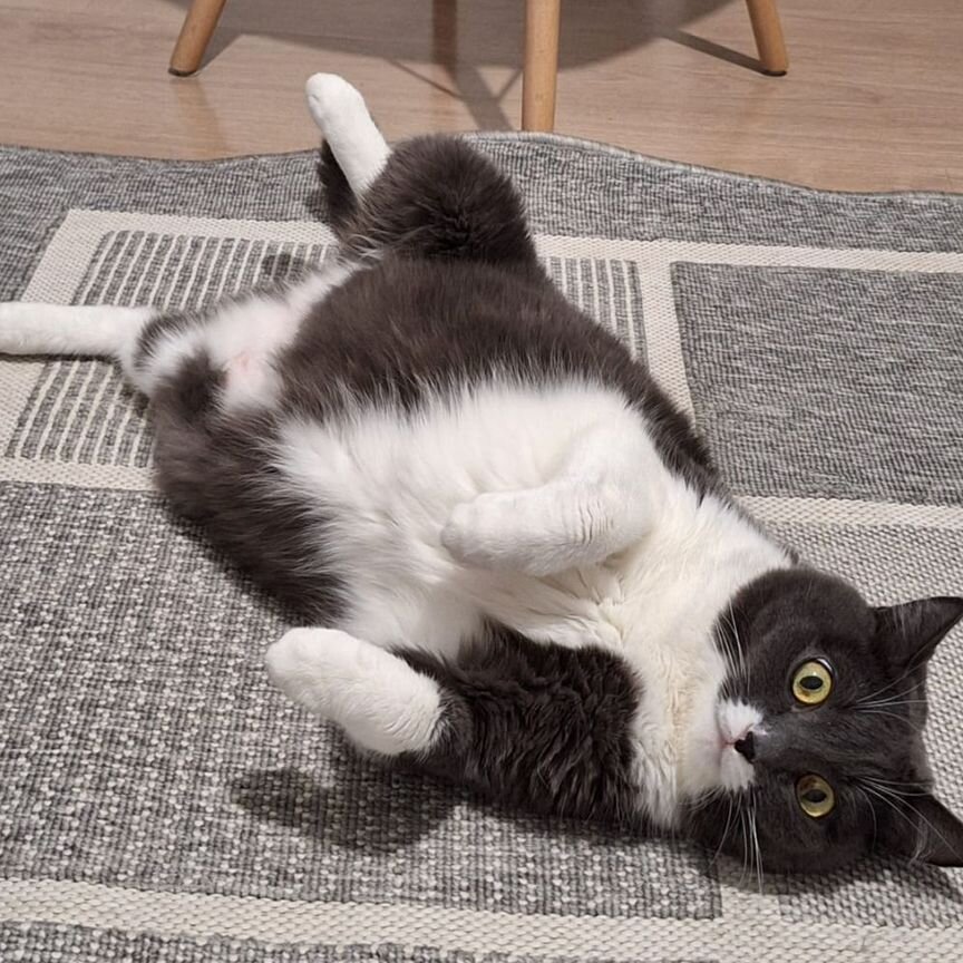 Взрослый кот в добрые руки