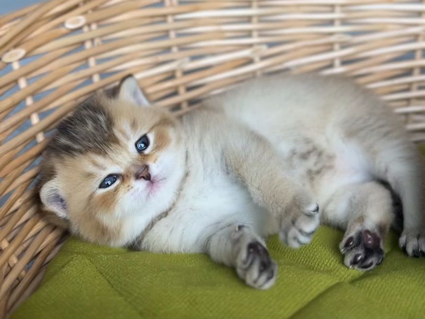 Британский котенок мальчик