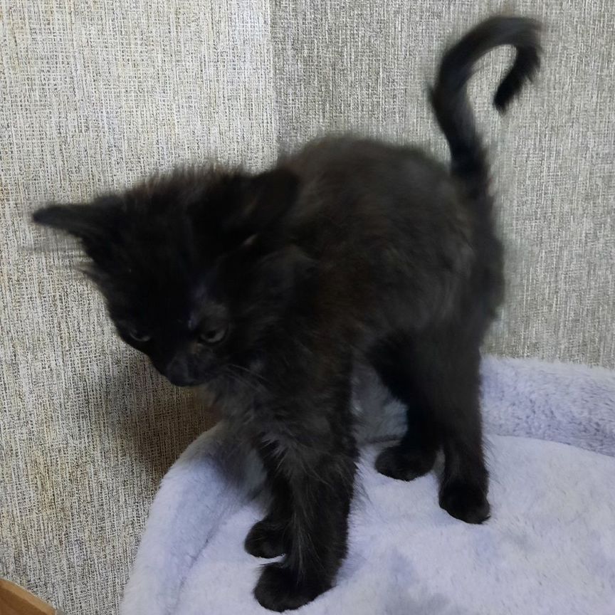 Котенок мечты Черная Молния