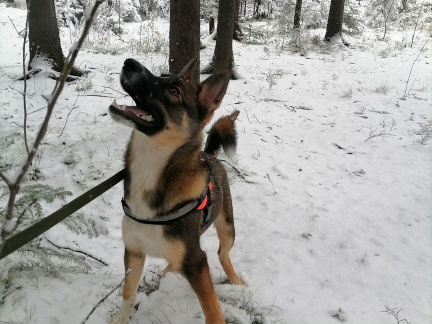 Помесь Немецкая овчарка и американская акита отдам