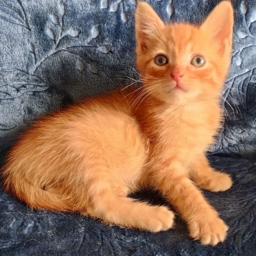 Котята