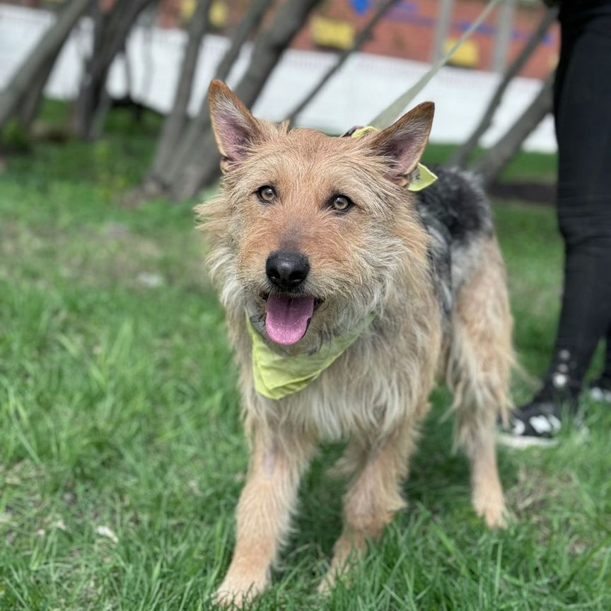 Шик - молодой терьеристый бывшедомашний пес