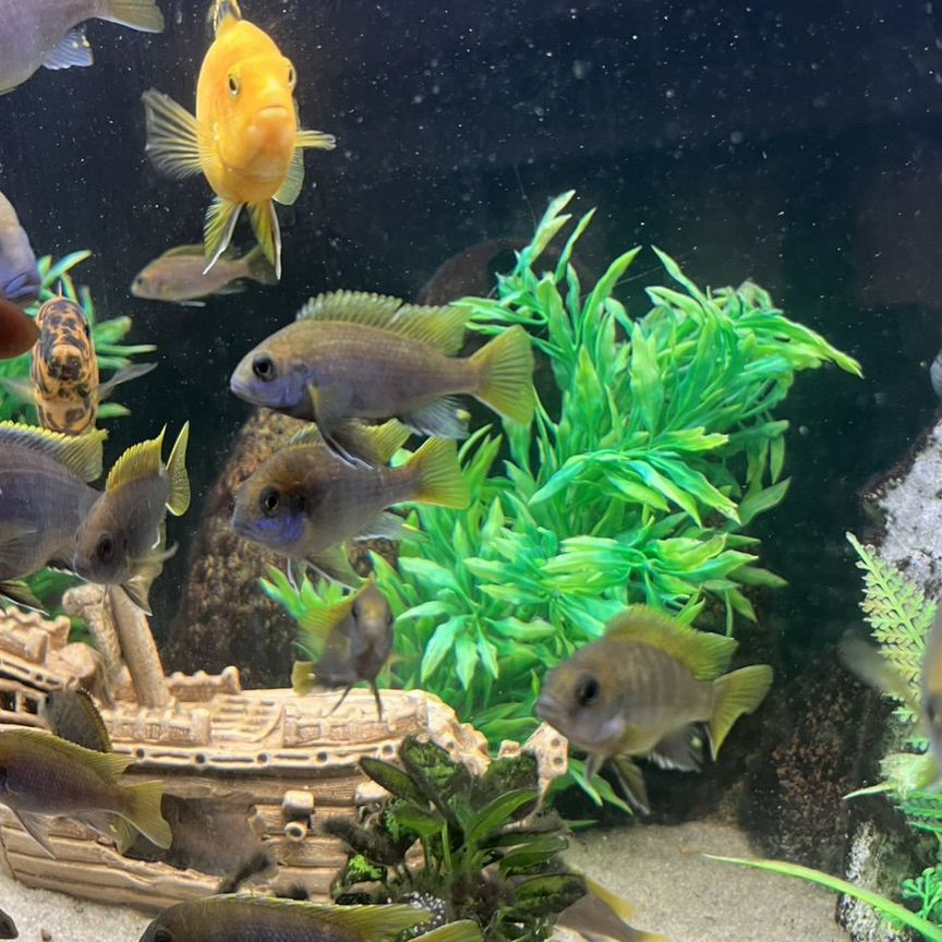 Псевдотрофеус ацей Мзули