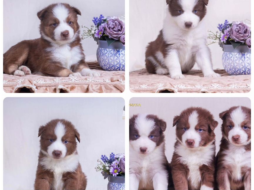 Якутская лайка. Щенки Якутской лайки. ркф/fсi