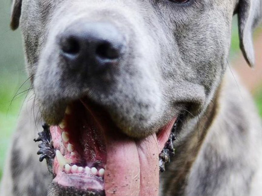 Кане корсо вязка девочка