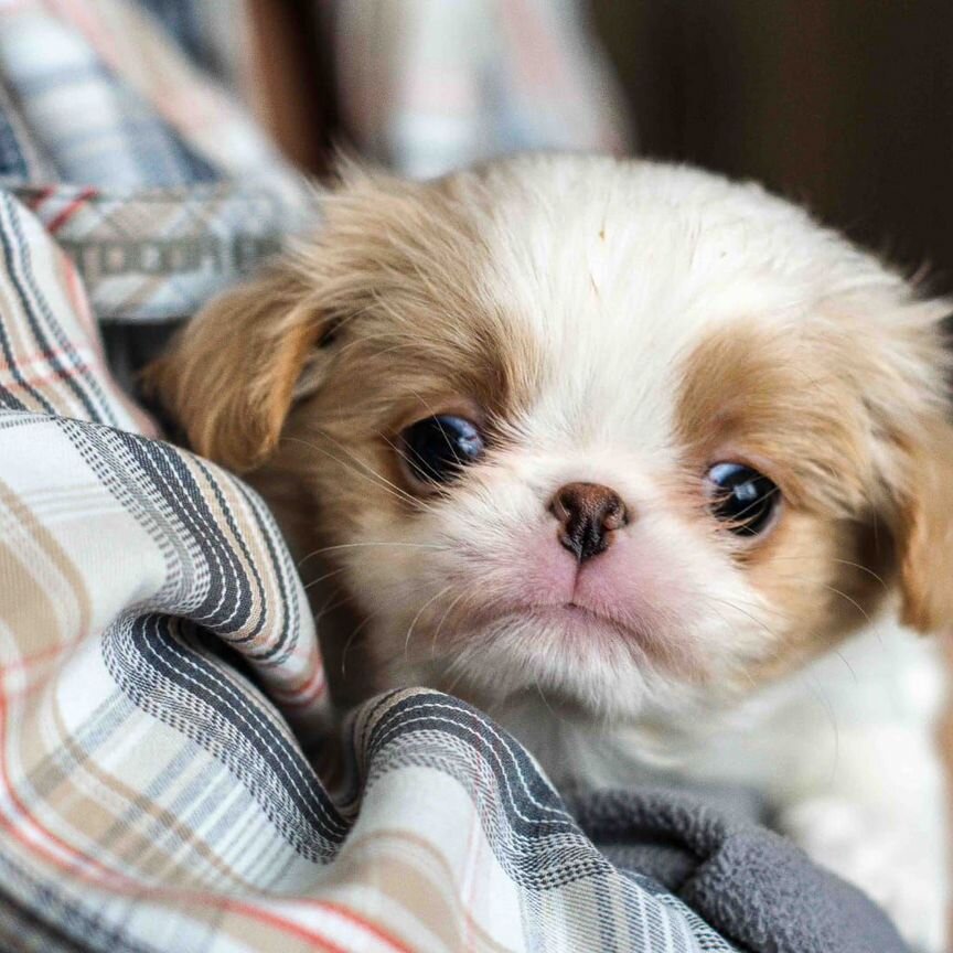 Японские собаки