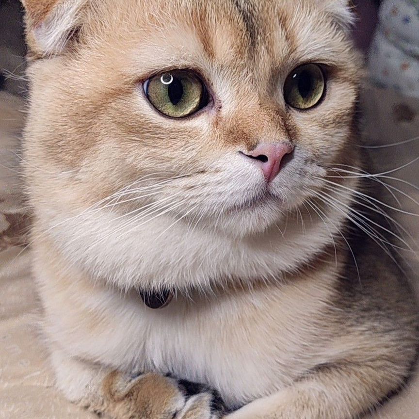 Шотландский кот на вязку