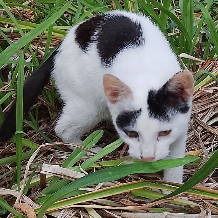 Котёнок в добрые руки