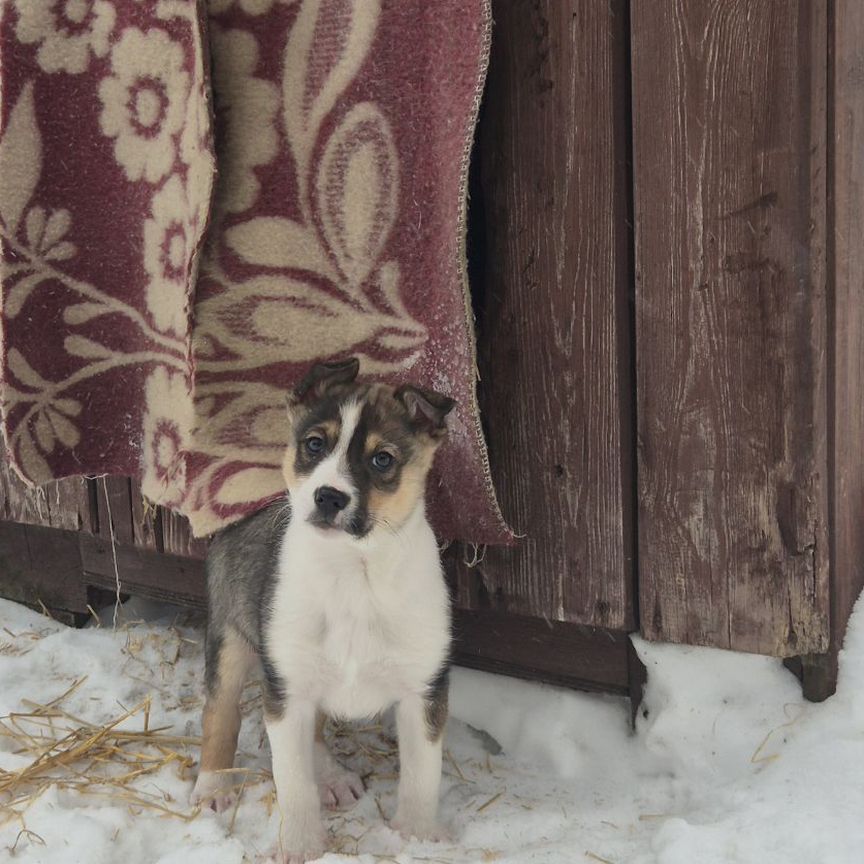 Щенок в добрые руки