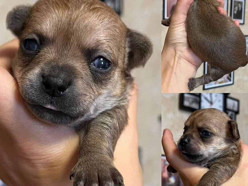 Щенки Чихуахуа