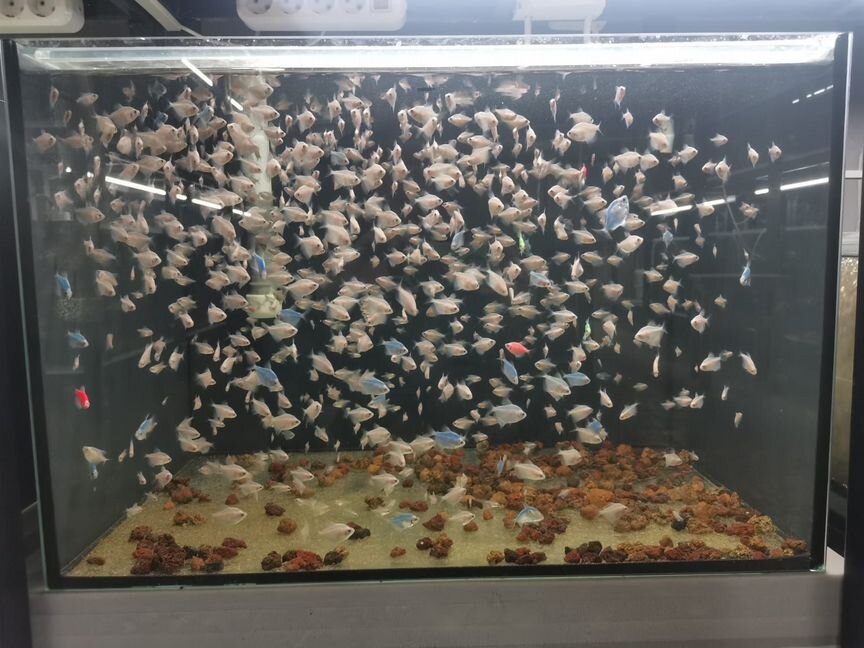 Тернеция белая