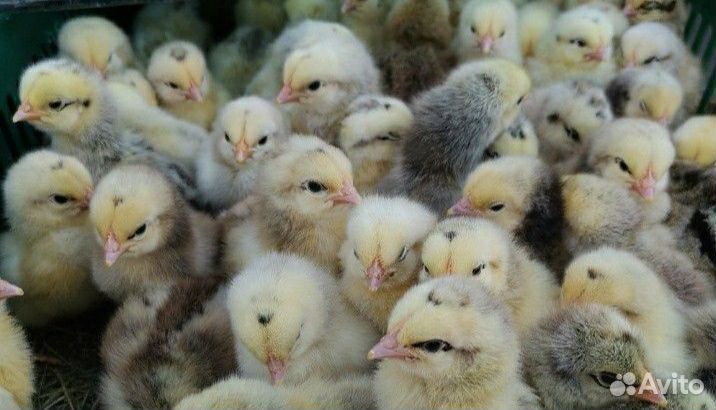Цыплята Мастер Грей Цветной Бройлер