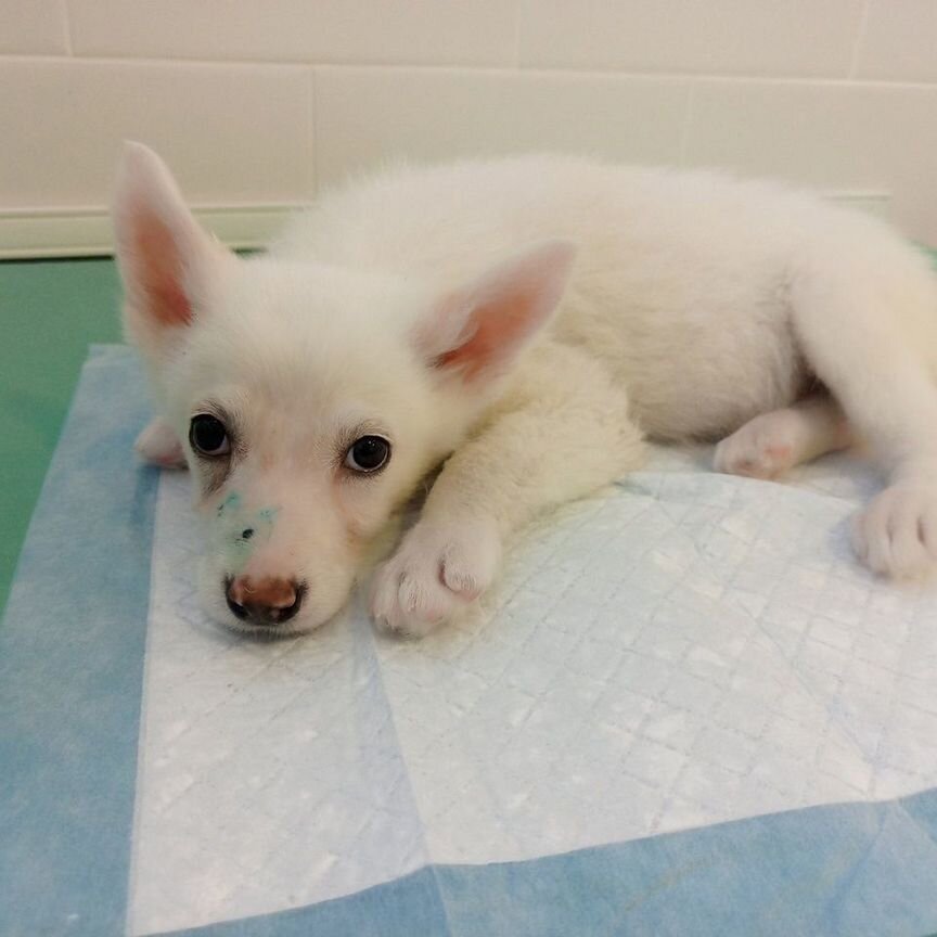 Щенок в добрые руки бесплатно