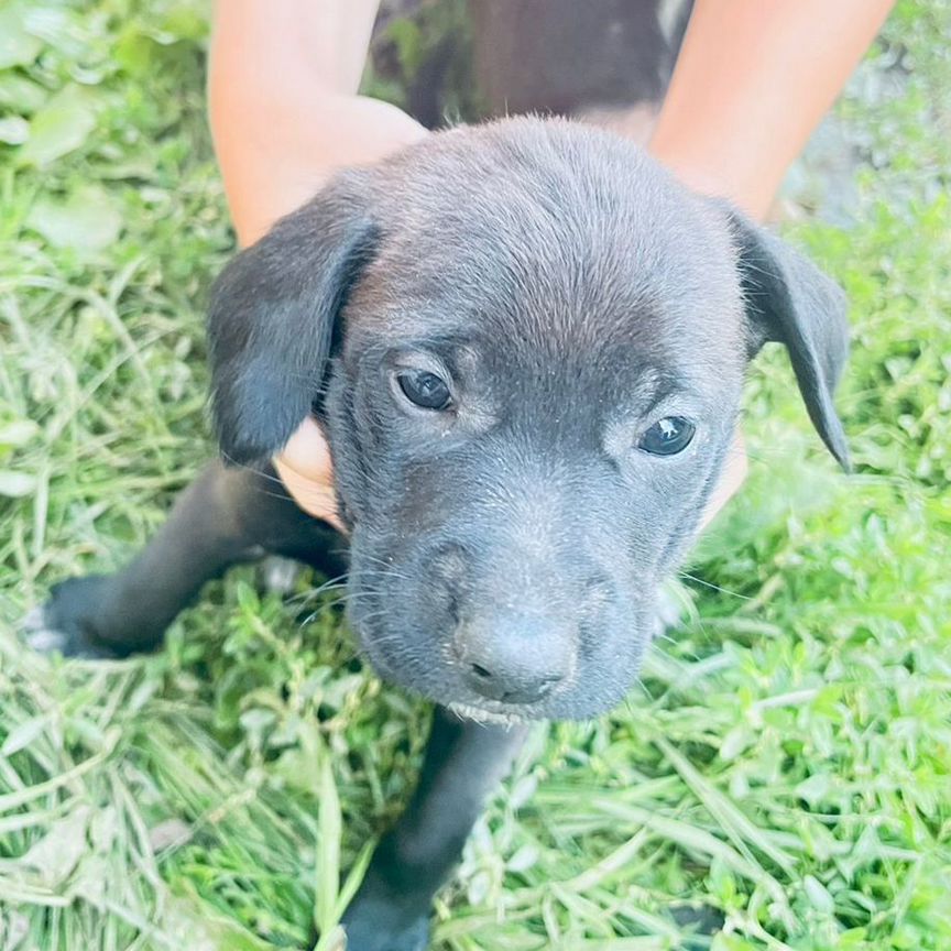 Щенок в добрые руки бесплатно средняя порода