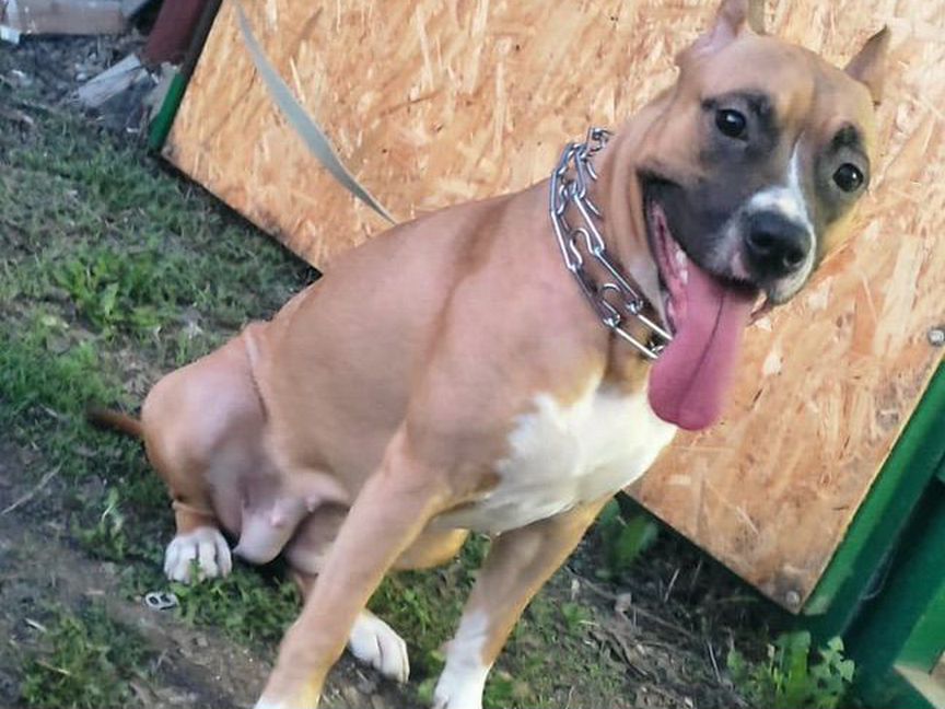 Стаффордширский терьер