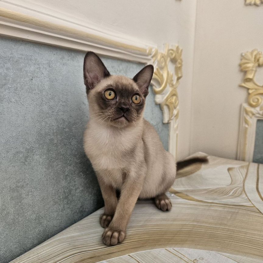 Бурманские котята