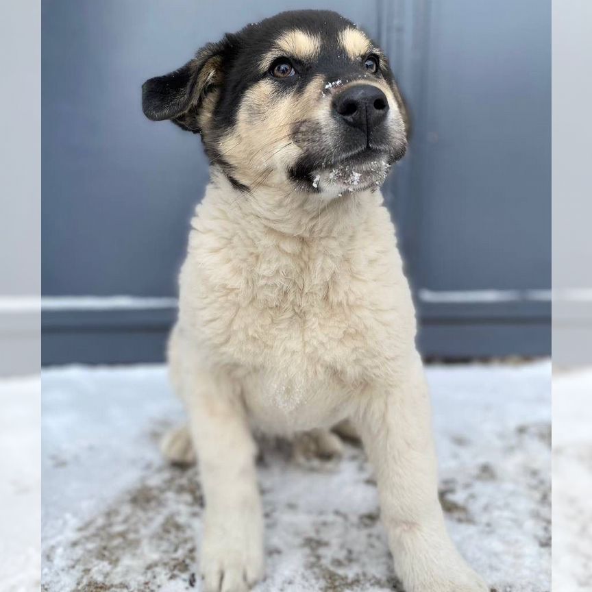 Щенок крупный