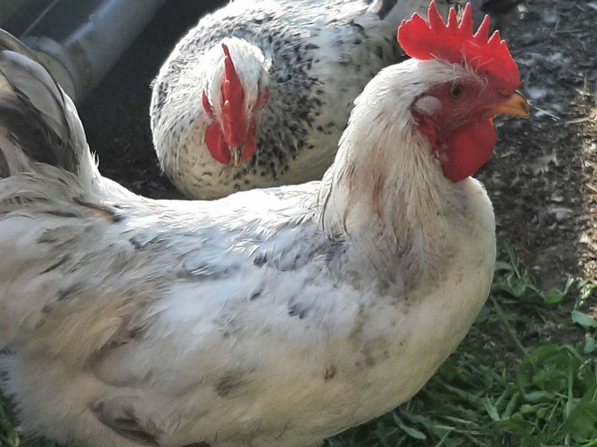 Молодые петушки