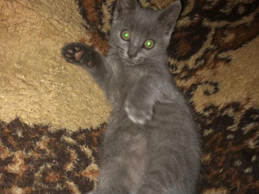Котенок