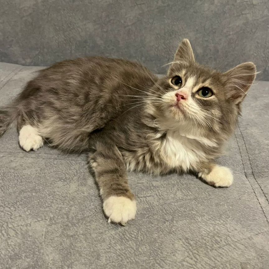 Котёнок в добрые руки