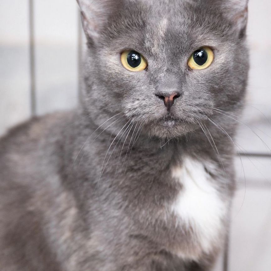 Кошка в добрые руки. Бесплатно